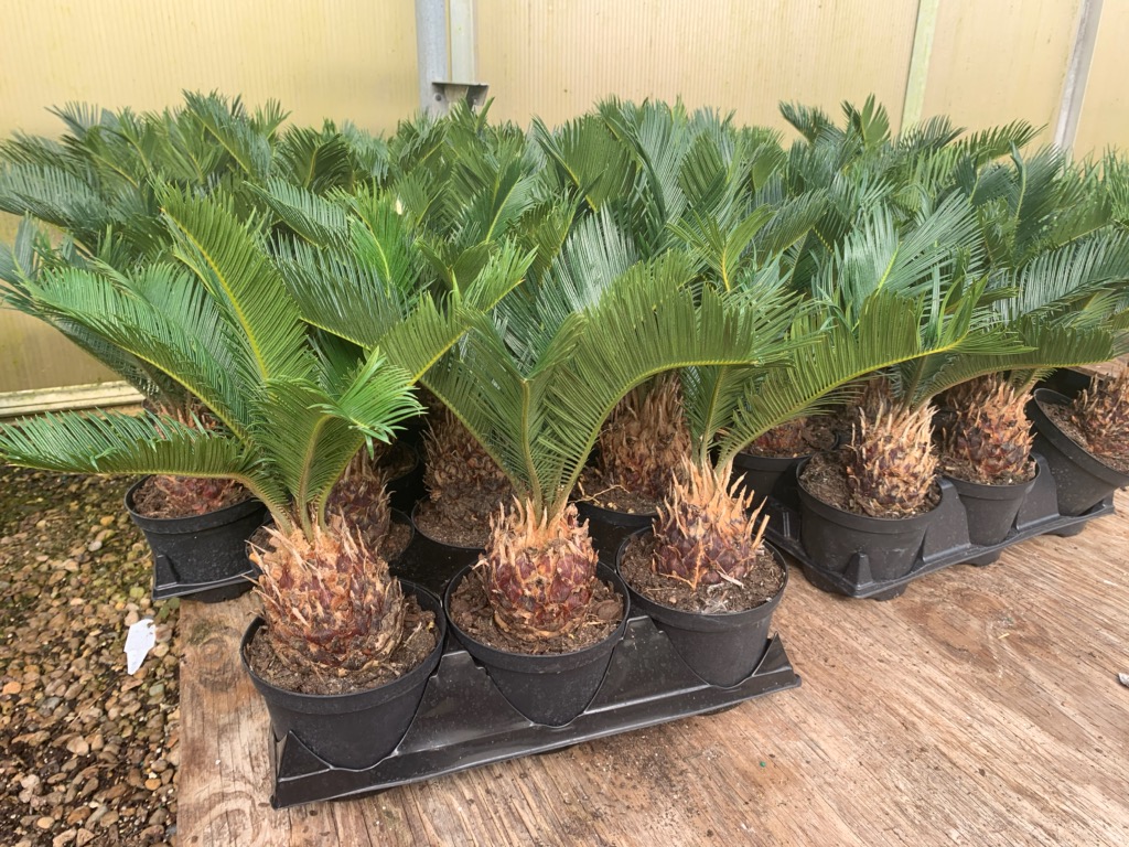 .6″ Cycad – Tri State Foliage