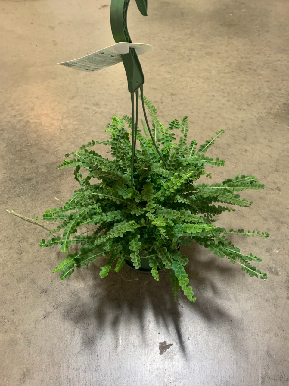 .6″ Fern Lemon Button HB (Can) – Tri State Foliage