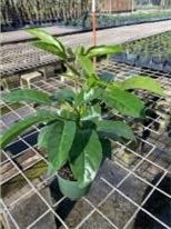 Schefflera – Tri State Foliage