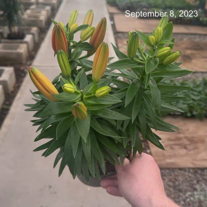 .6″ Asiatic Lily (Can) – Tri State Foliage