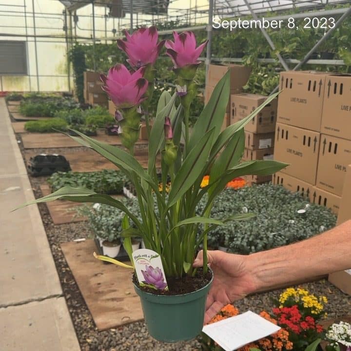 .6″ Curcuma (Can) – Tri State Foliage