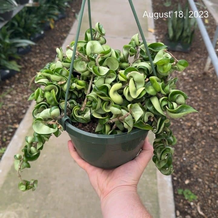 .8″ Hoya Compacta/Hindu Rope HB – Tri State Foliage