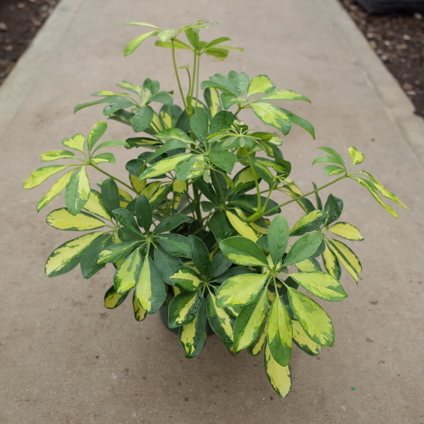 Schefflera – Tri State Foliage