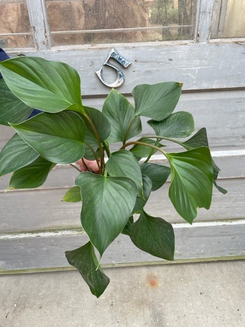 .6″ Homalomena Emerald Gem – Tri State Foliage