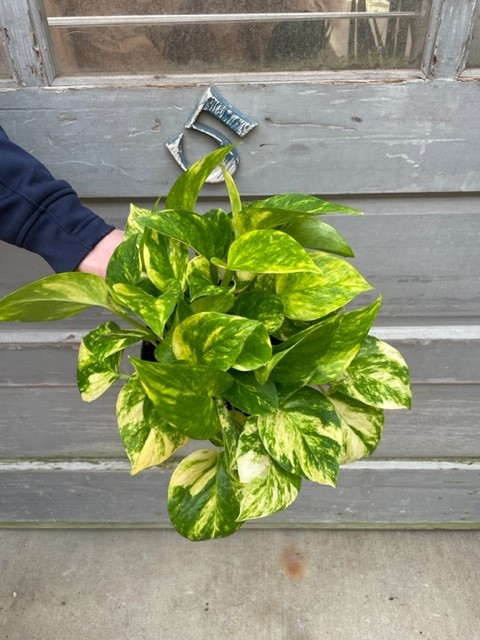 Pothos – Tri State Foliage