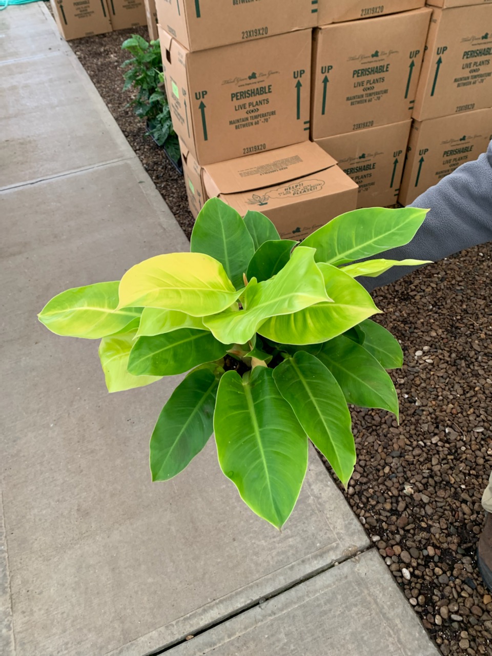 Philodendron – Tri State Foliage