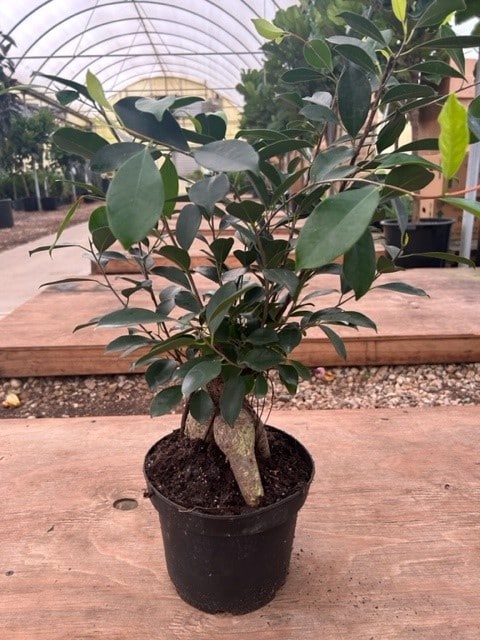 Ficus – Tri State Foliage