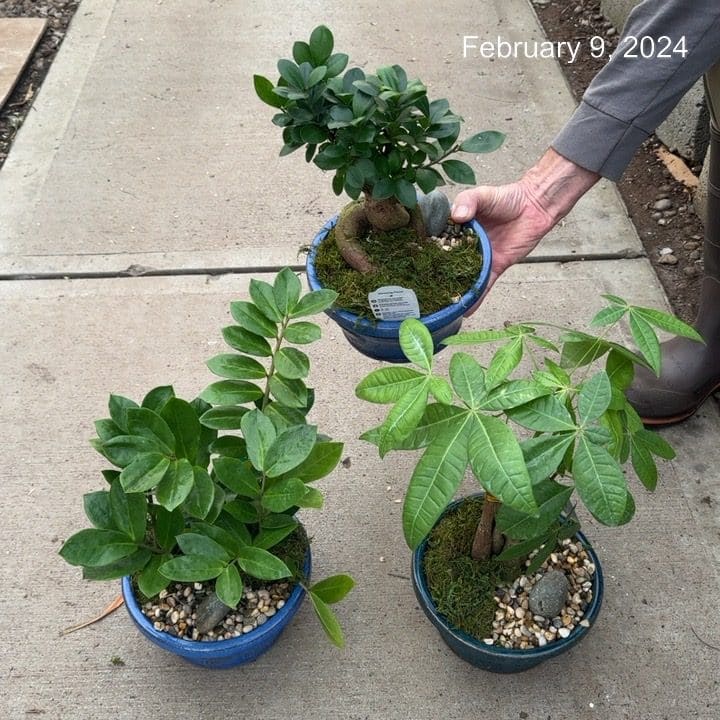 .8″ Bonsai Exotic Garden Desaree – Tri State Foliage