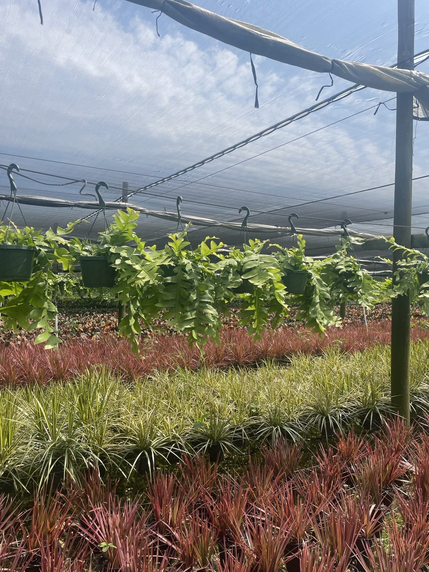 Misc – Tri State Foliage