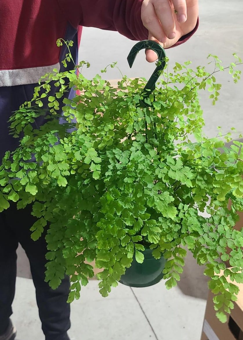 .8″ Fern Staghorn (Netherland) HB – Tri State Foliage