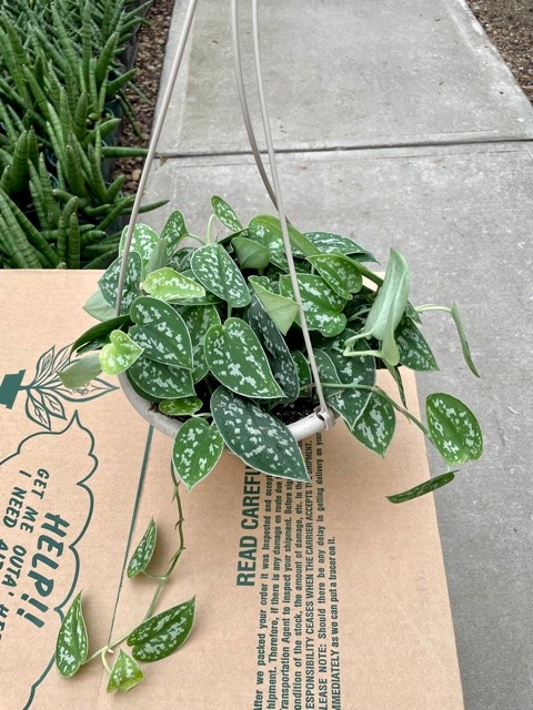 Scindapsus – Tri State Foliage