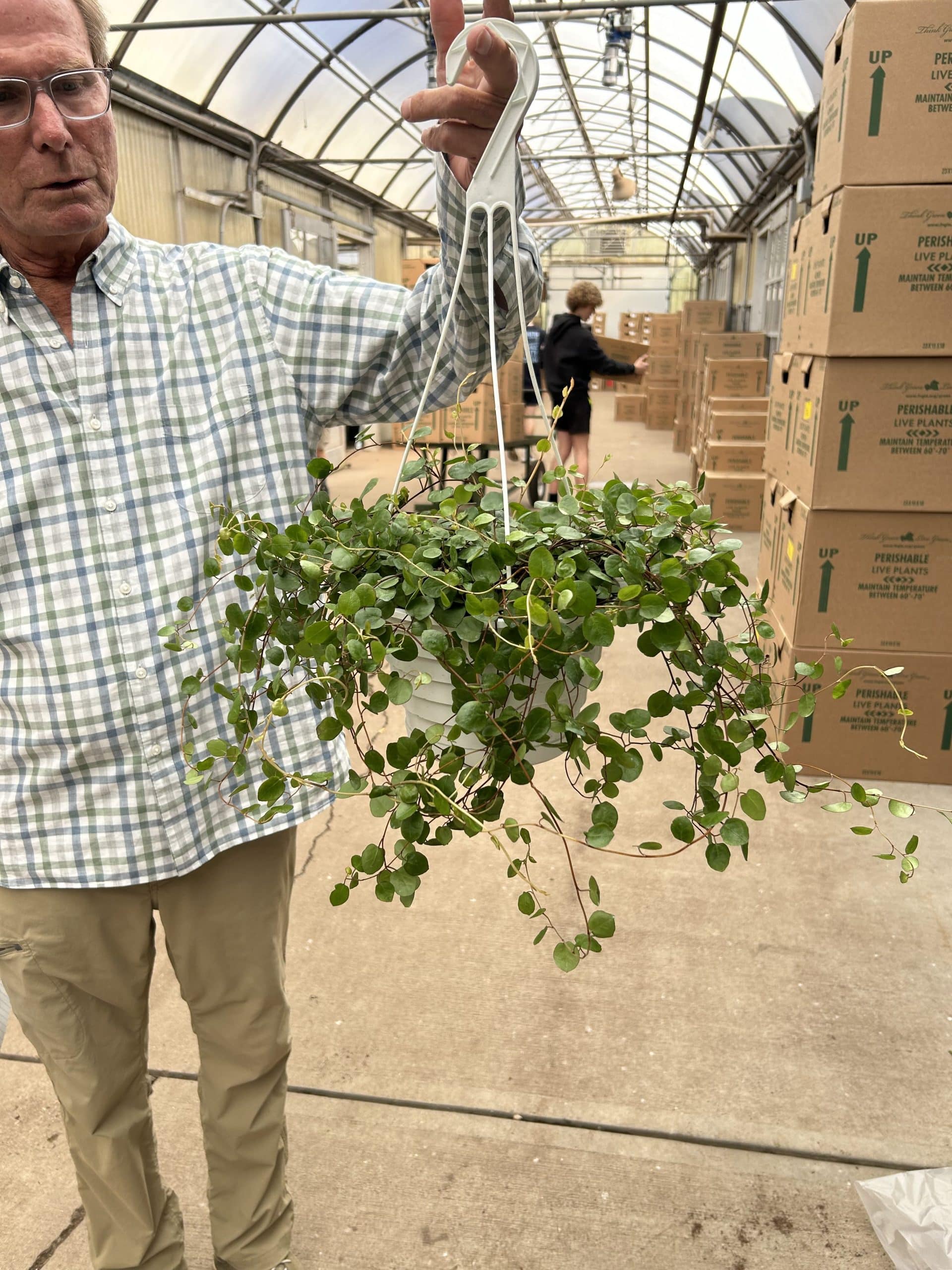 .8″ Angel Vine HB – Tri State Foliage