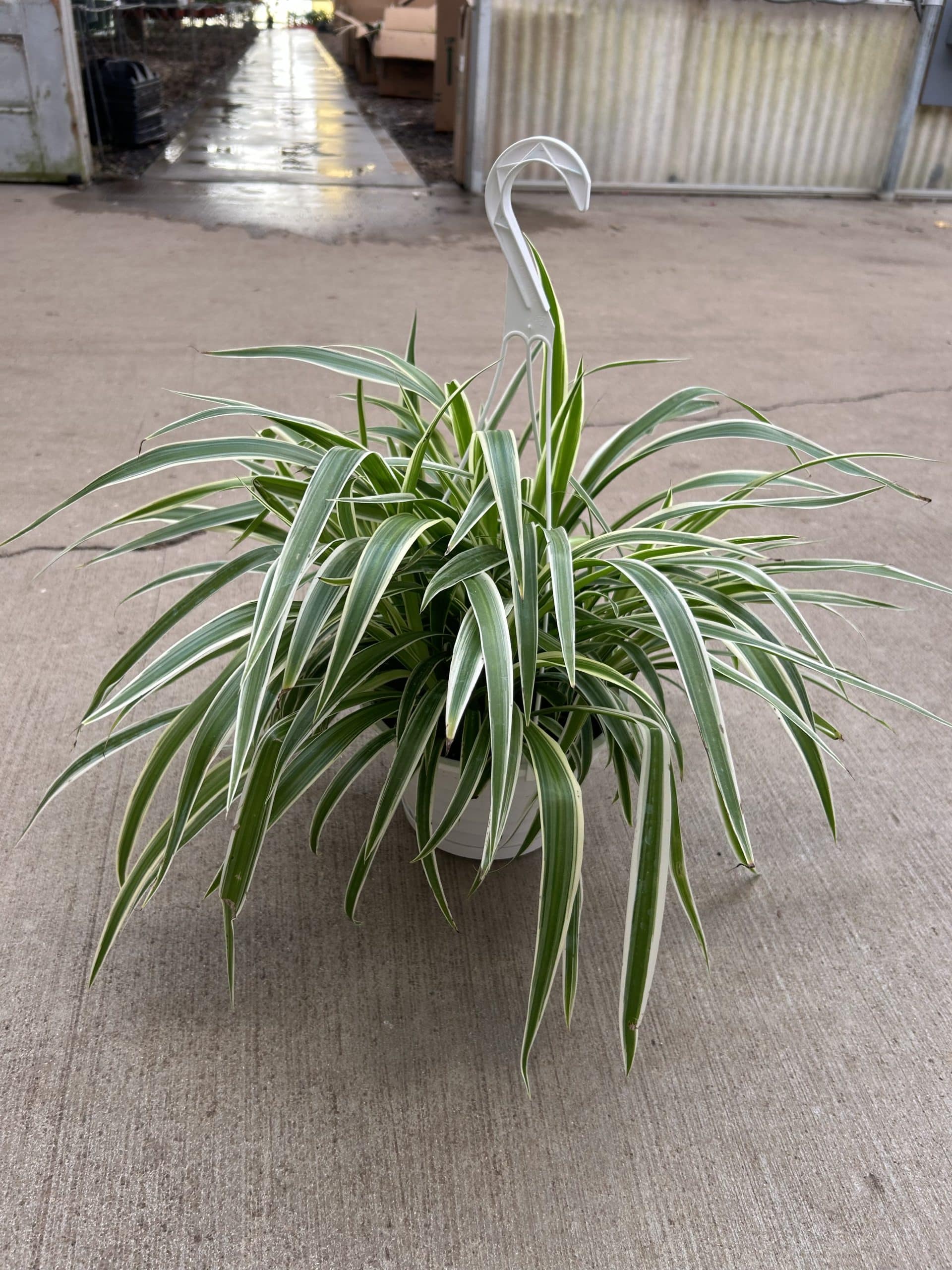 .8″ Spider Reverse HB – Tri State Foliage