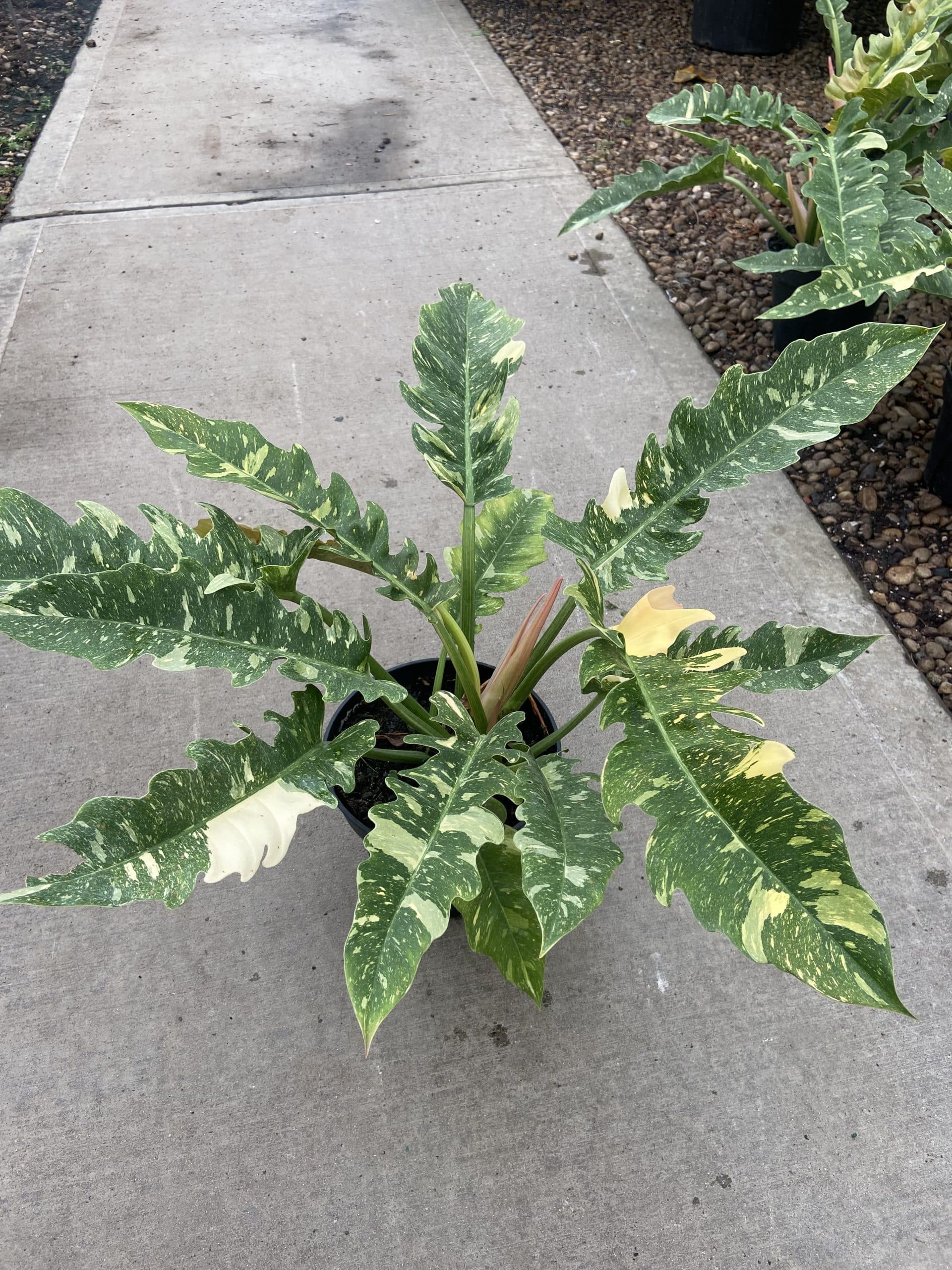 .8″ Philo Ring of Fire – Tri State Foliage