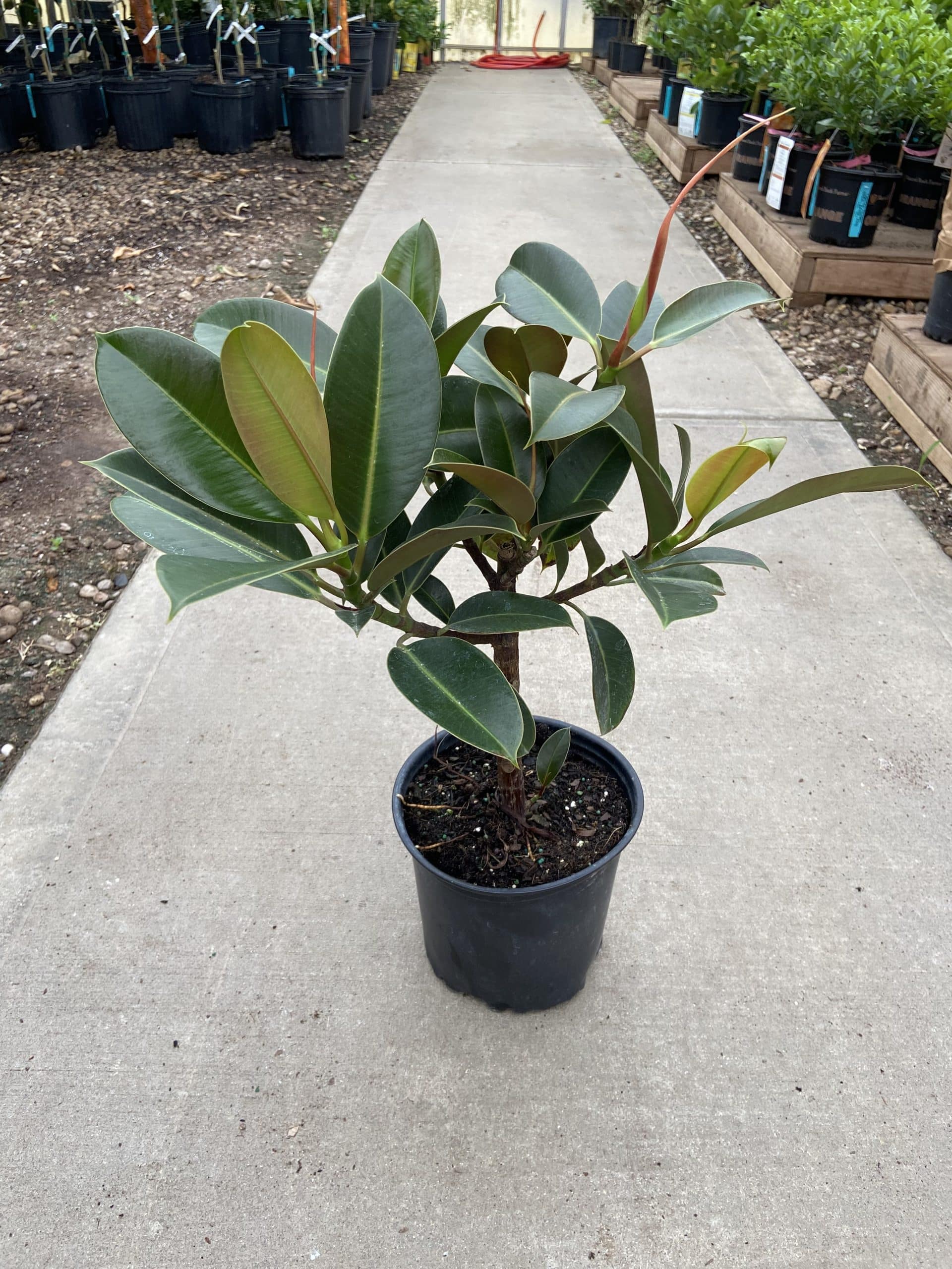 Ficus – Tri State Foliage