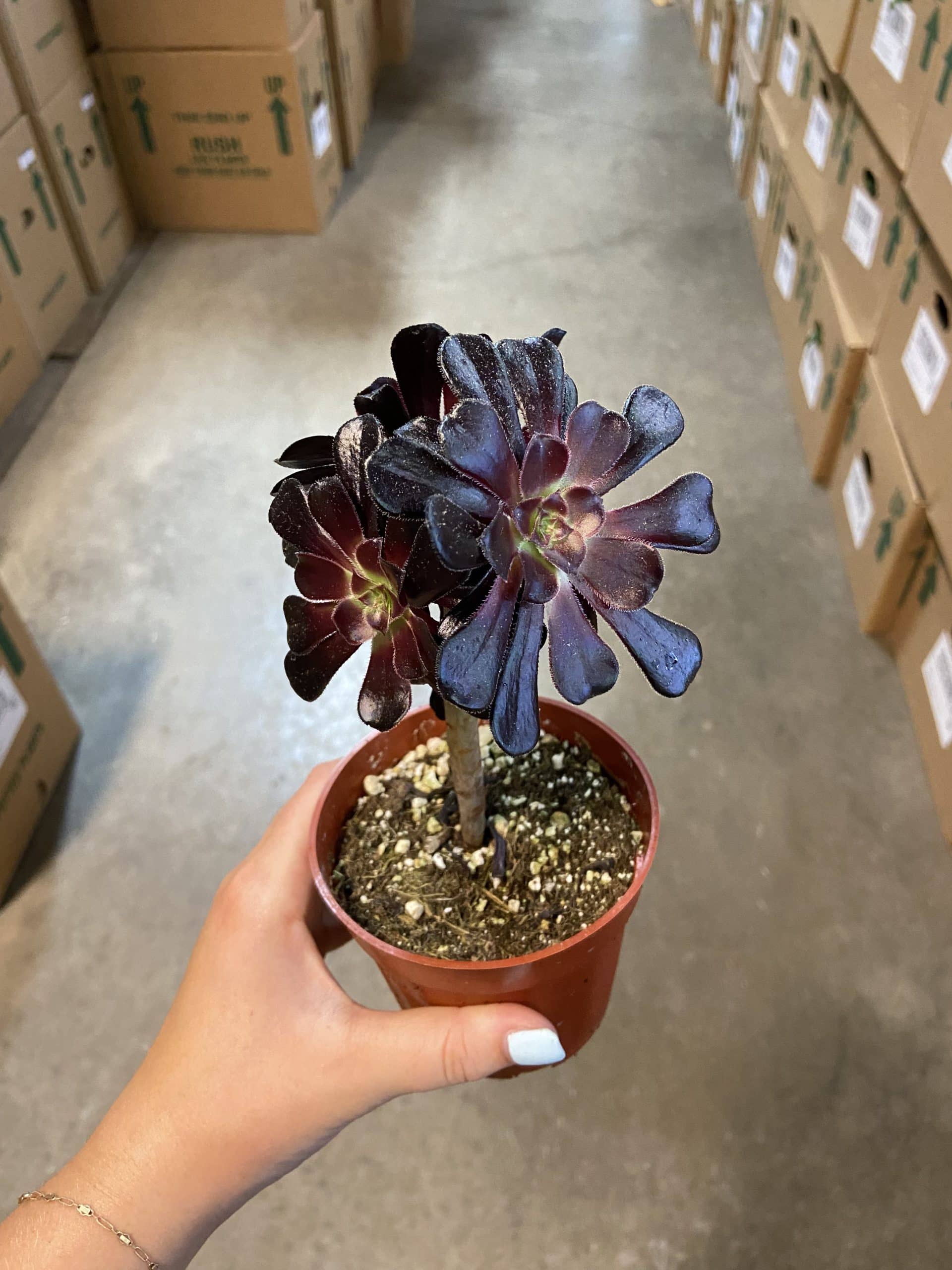 .4″ Aeonium Black Rose Tree (CA) – Tri State Foliage