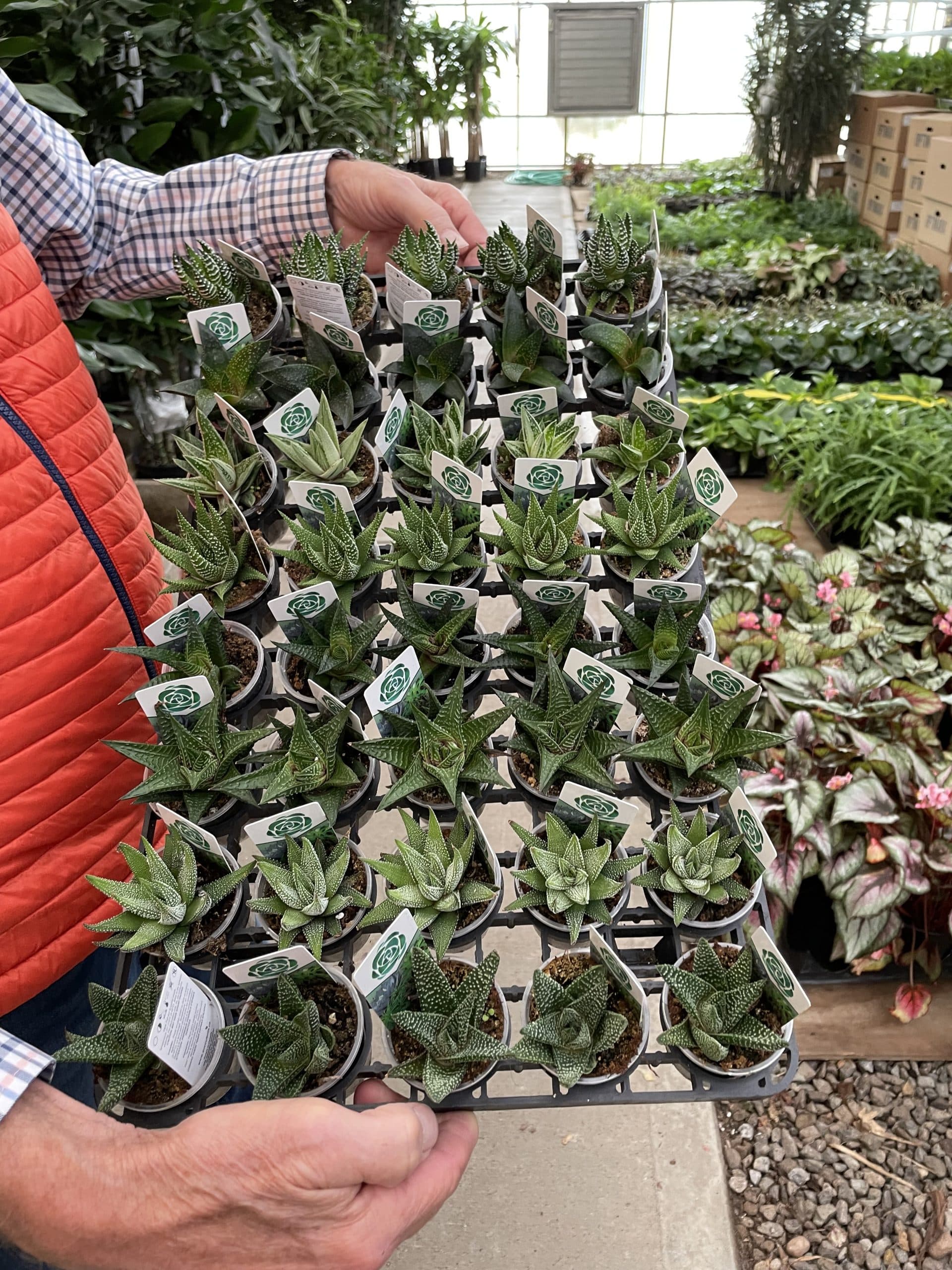 .2.25″ Haworthia (Can) – Tri State Foliage