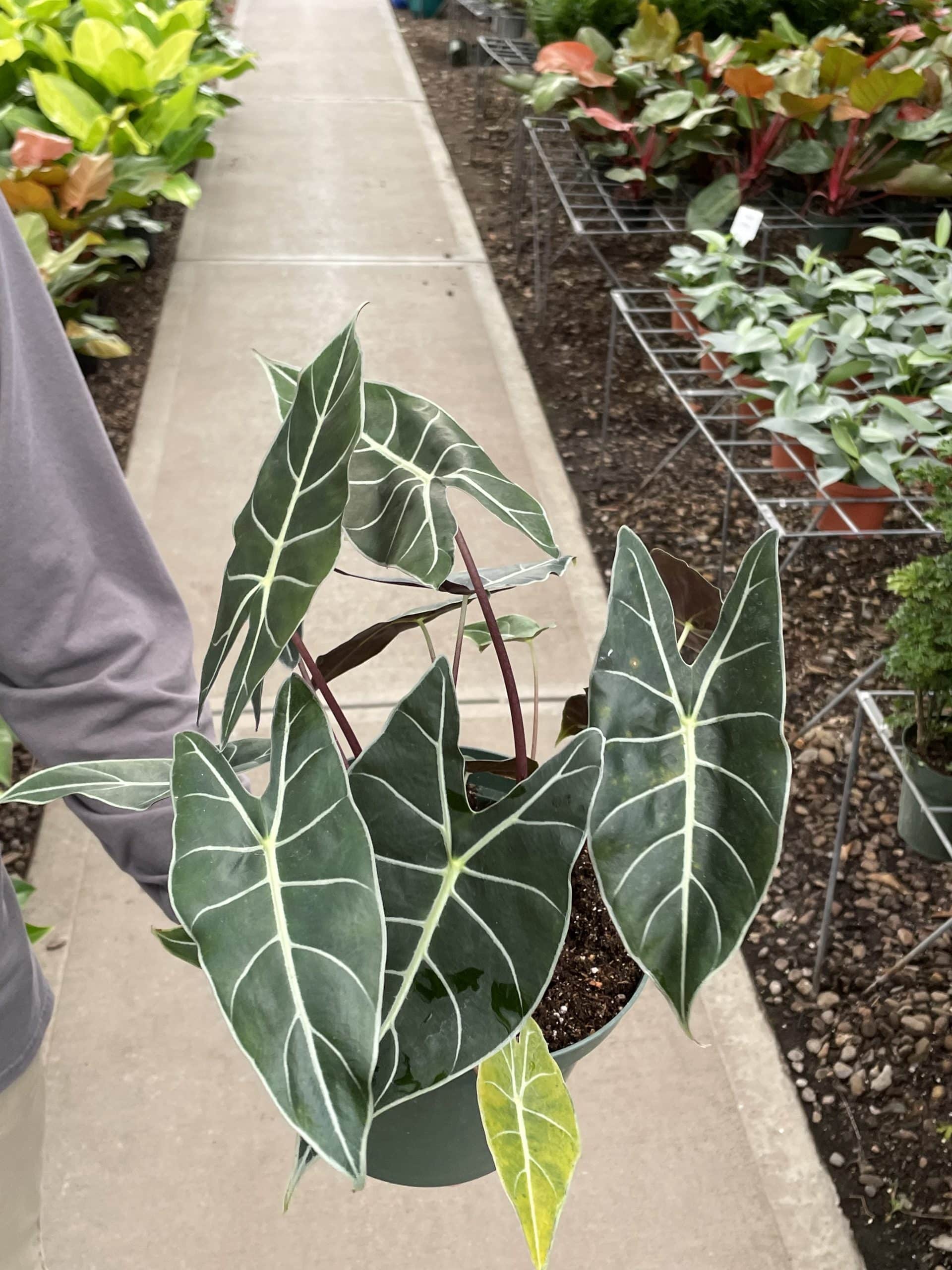 .8″ Alocasia Dragon Tooth – Tri State Foliage