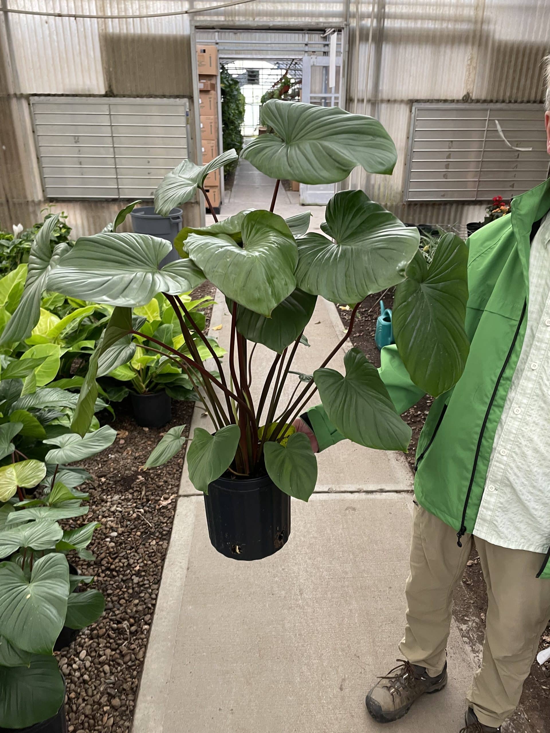 .8″ Homalomena Red Stem – Tri State Foliage