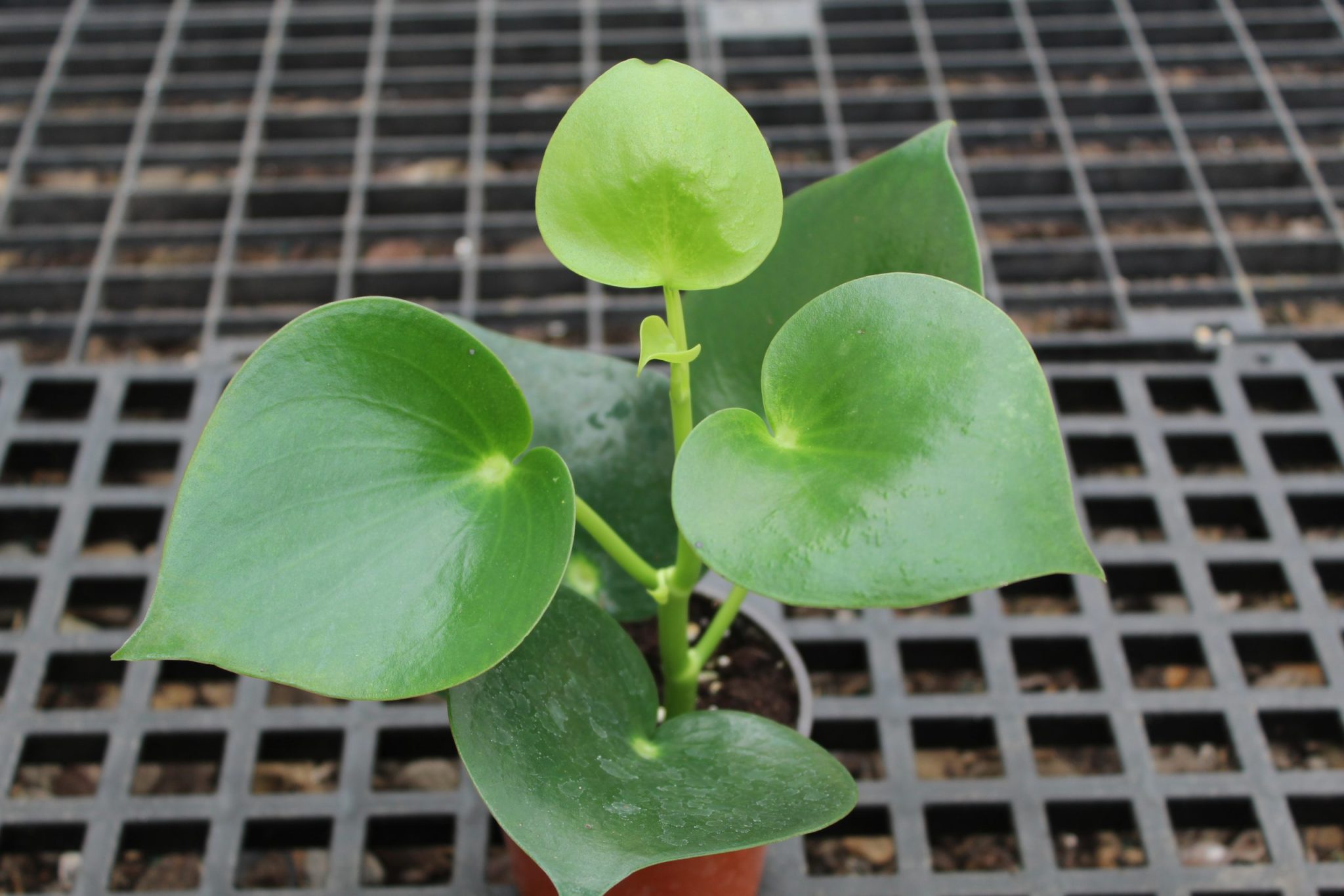 Pilea/Peperomia – Tri State Foliage