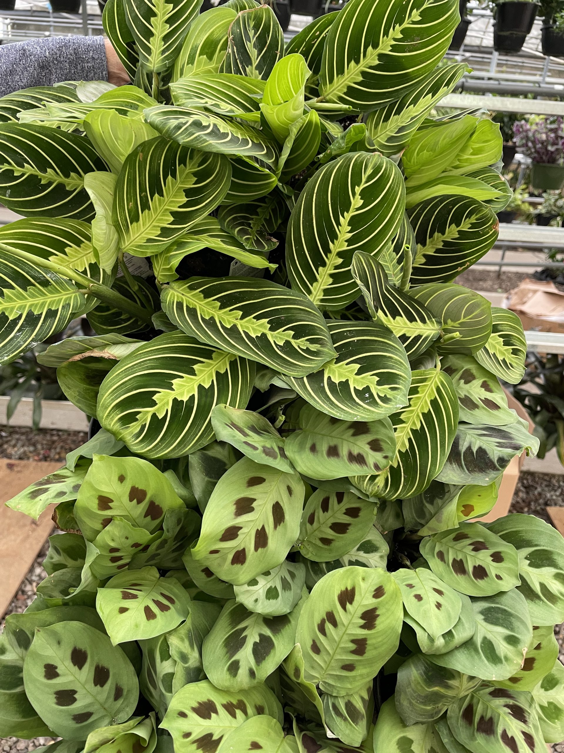 .3.5″ Maranta Asst (Can) – Tri State Foliage