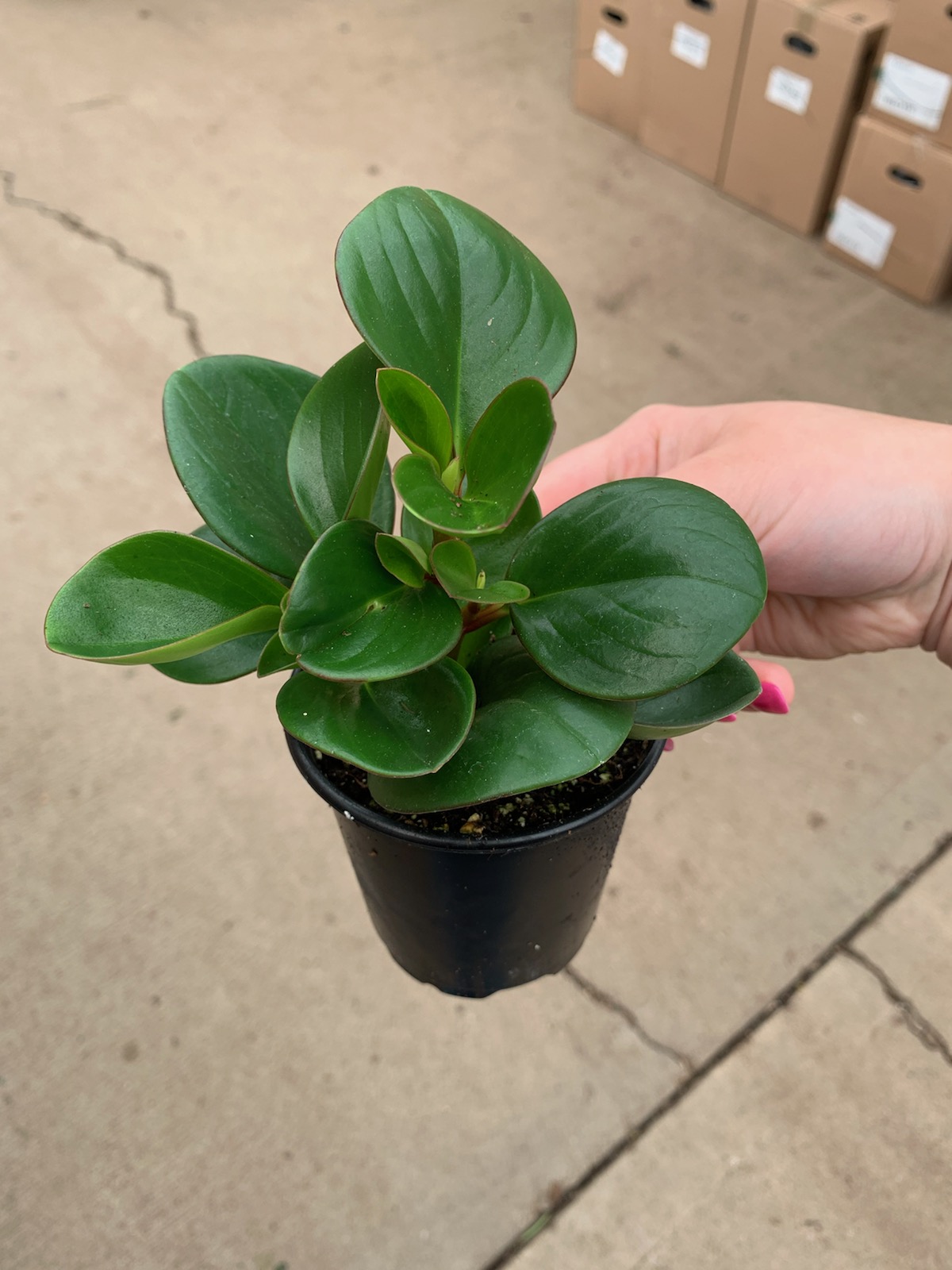 .3.5″ Pep Green (Can) – Tri State Foliage