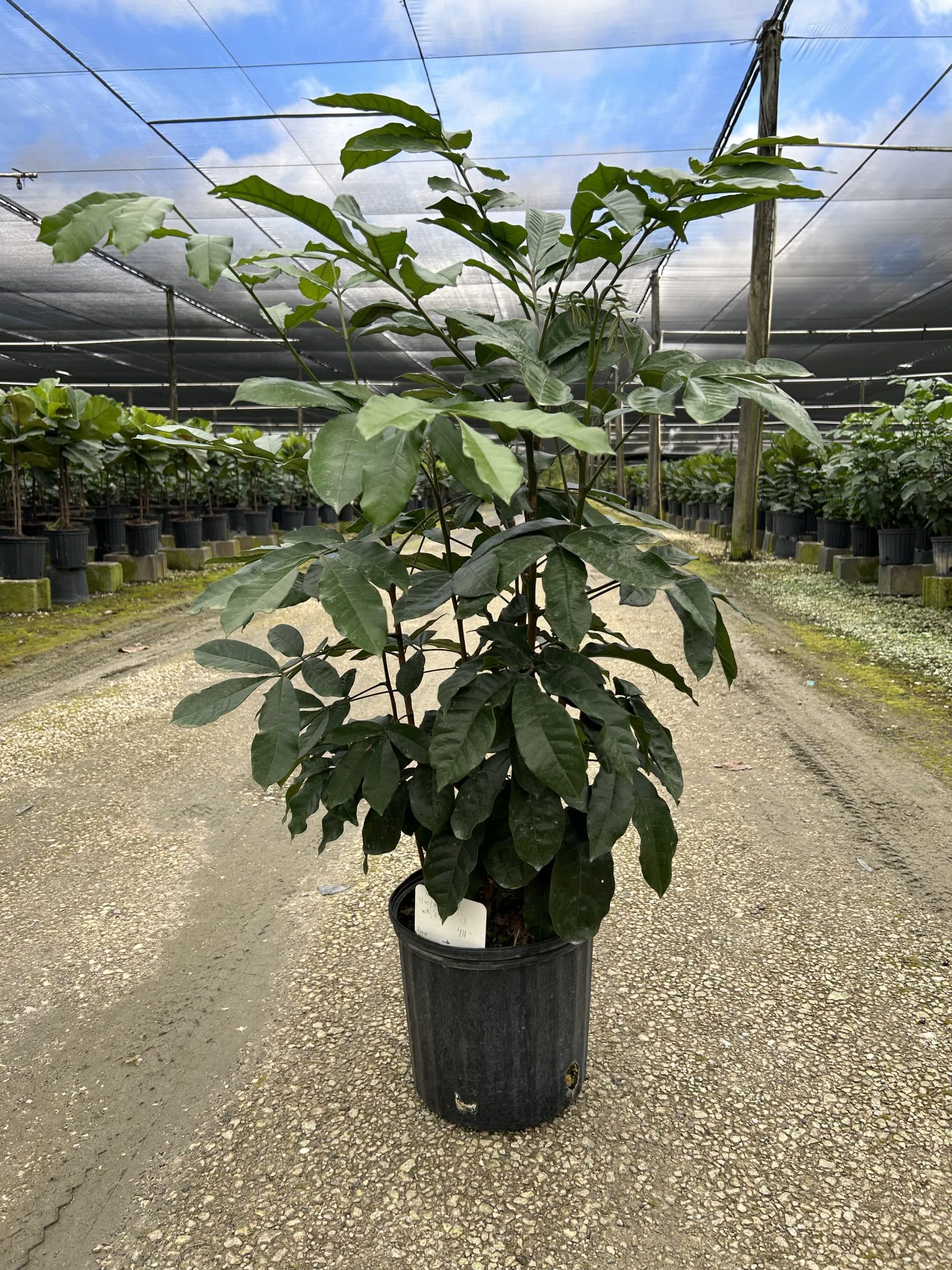 Natal Mahogany – Tri State Foliage