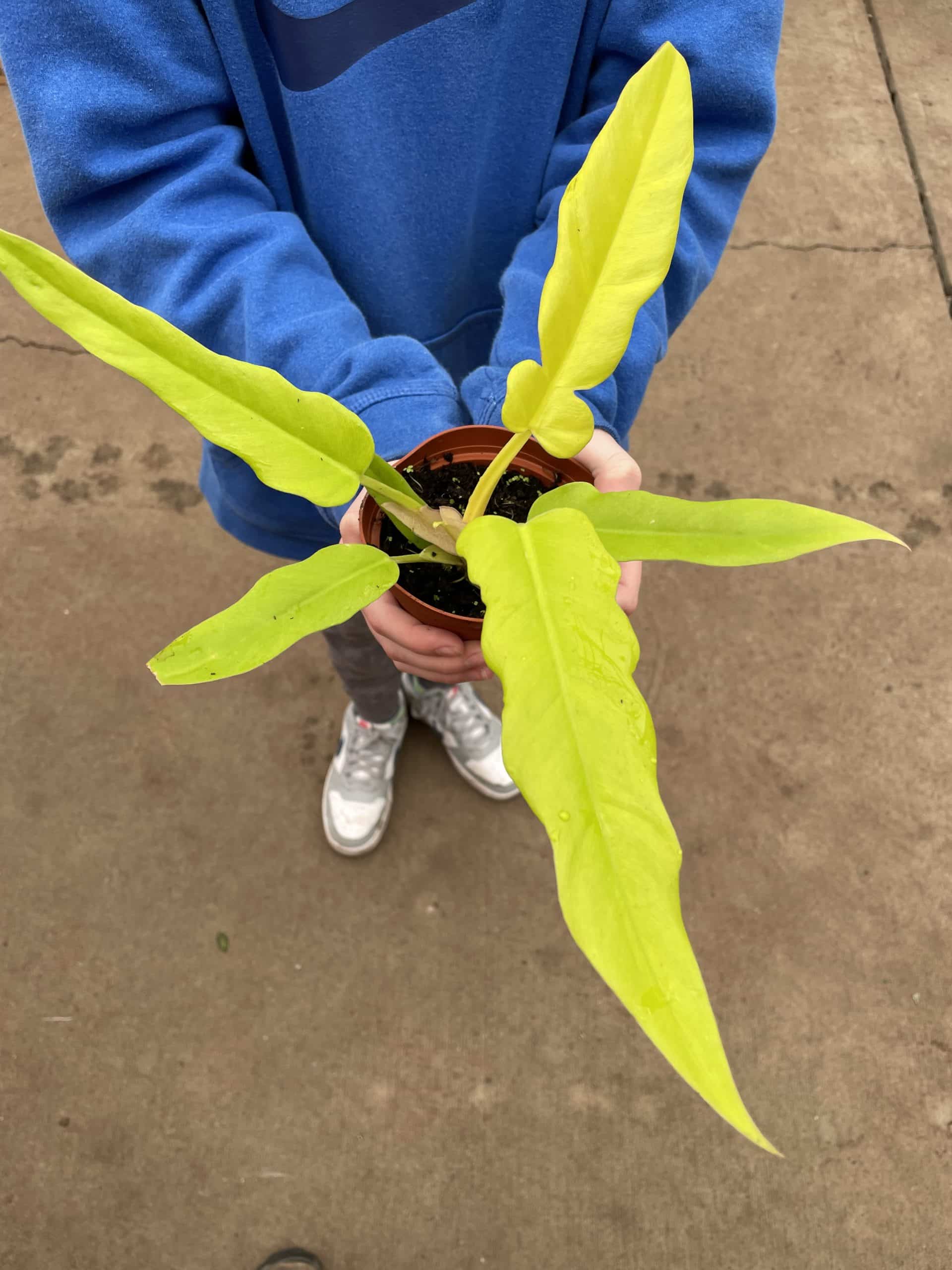 Shop – Page 12 – Tri State Foliage