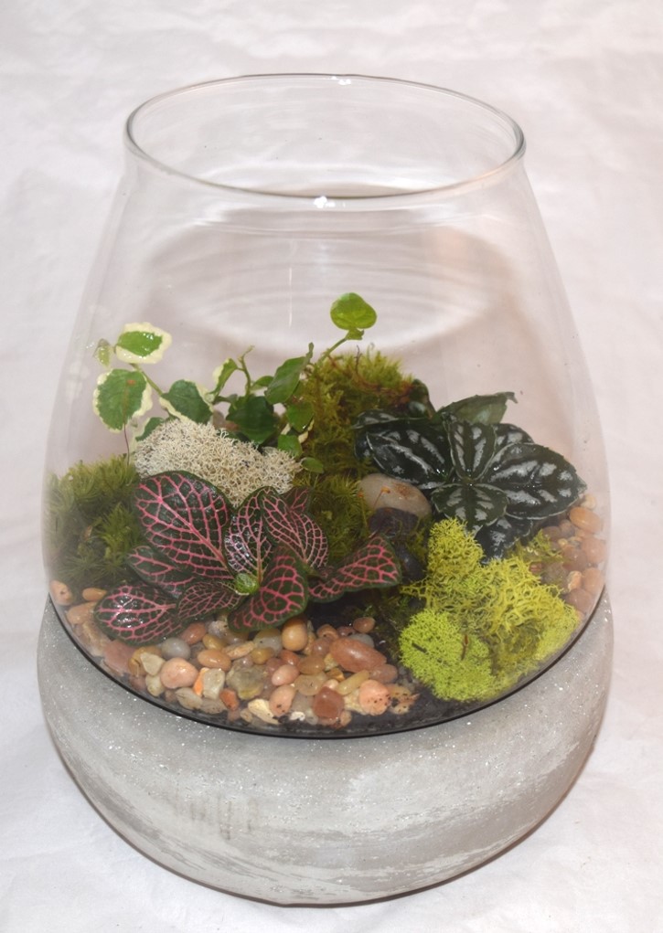 .9″ Glass Jardinere Terrarium w/ Concrete Base – Tri State Foliage