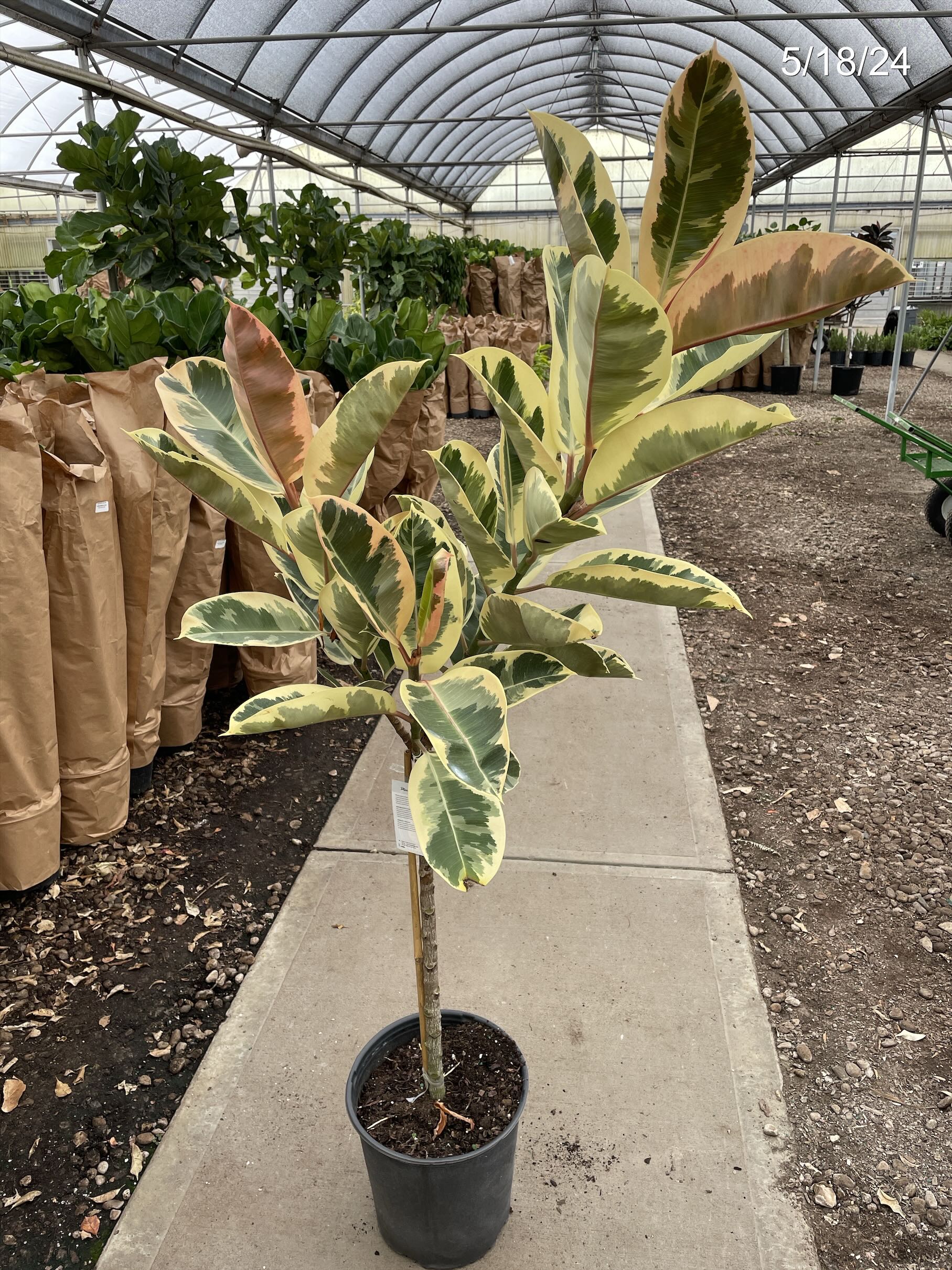 12″ Ficus Tineke Std – Tri State Foliage