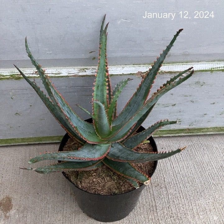 .8″ Aloe Red Swordfish – Tri State Foliage