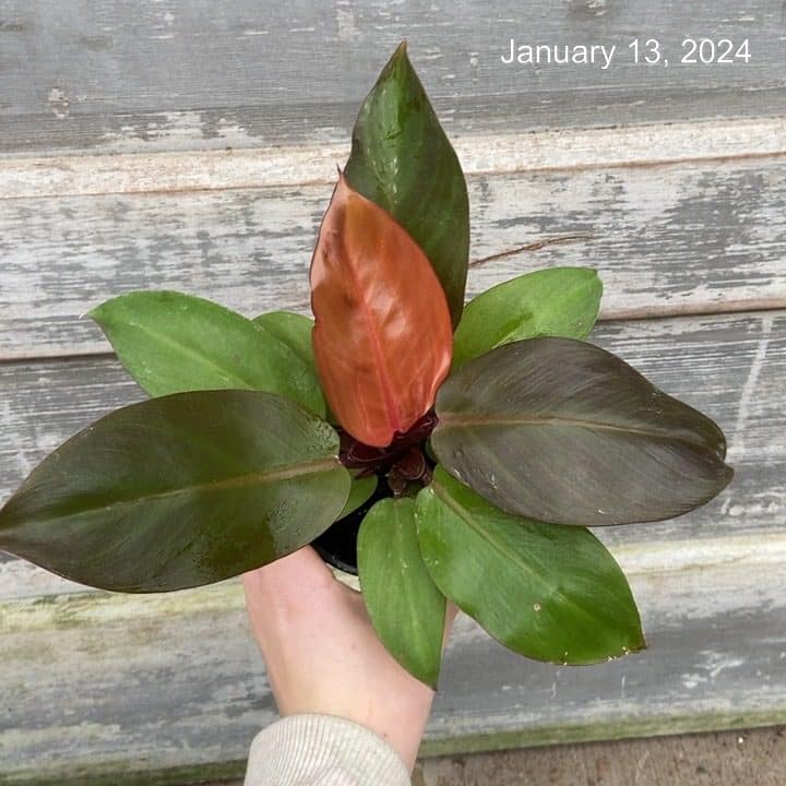 Philodendron – Tri State Foliage