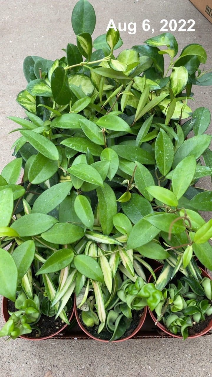 Hoya – Tri State Foliage