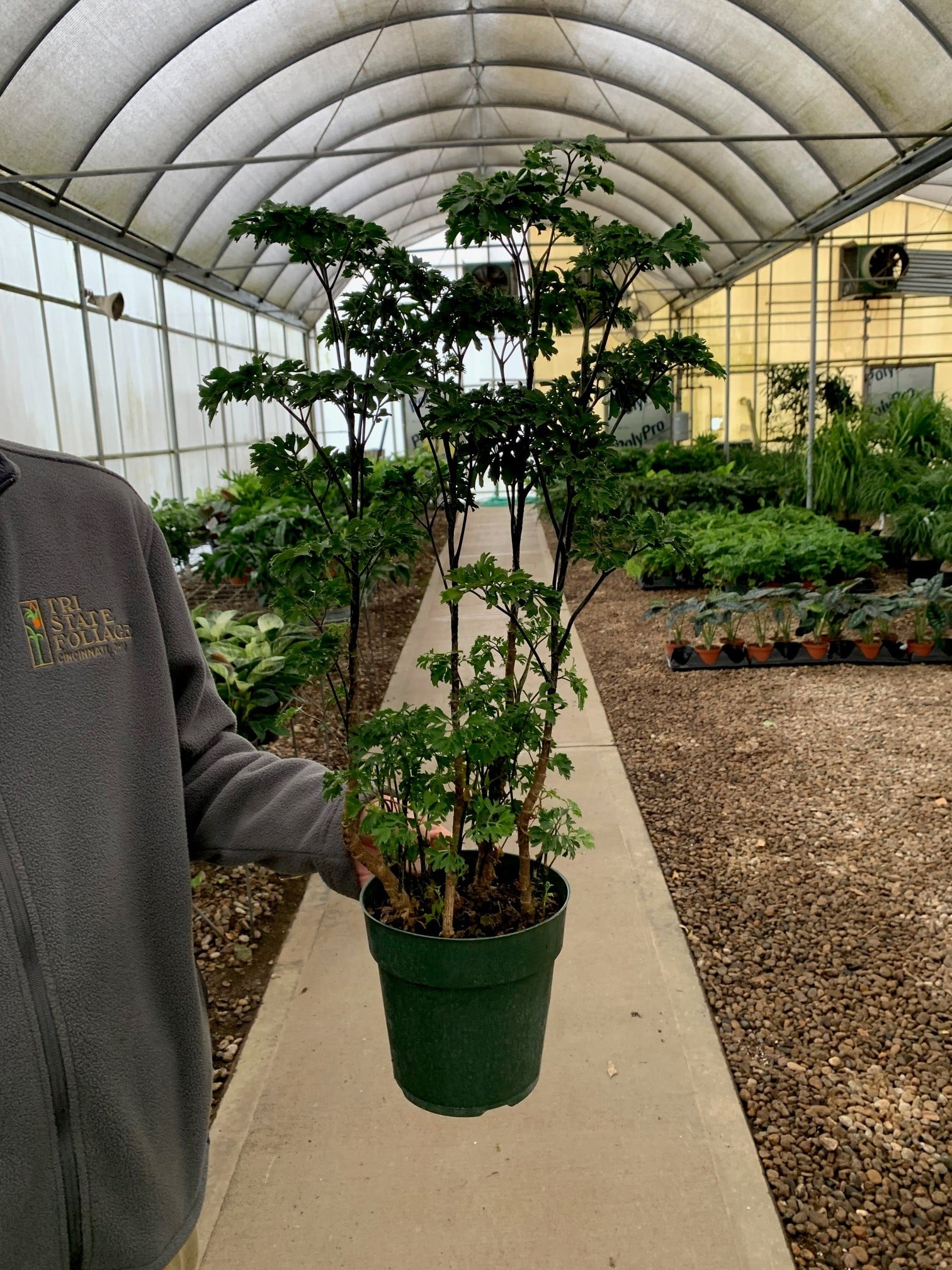 Aralia – Tri State Foliage