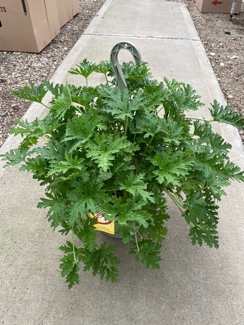 10″ Citronella HB (Can) – Tri State Foliage