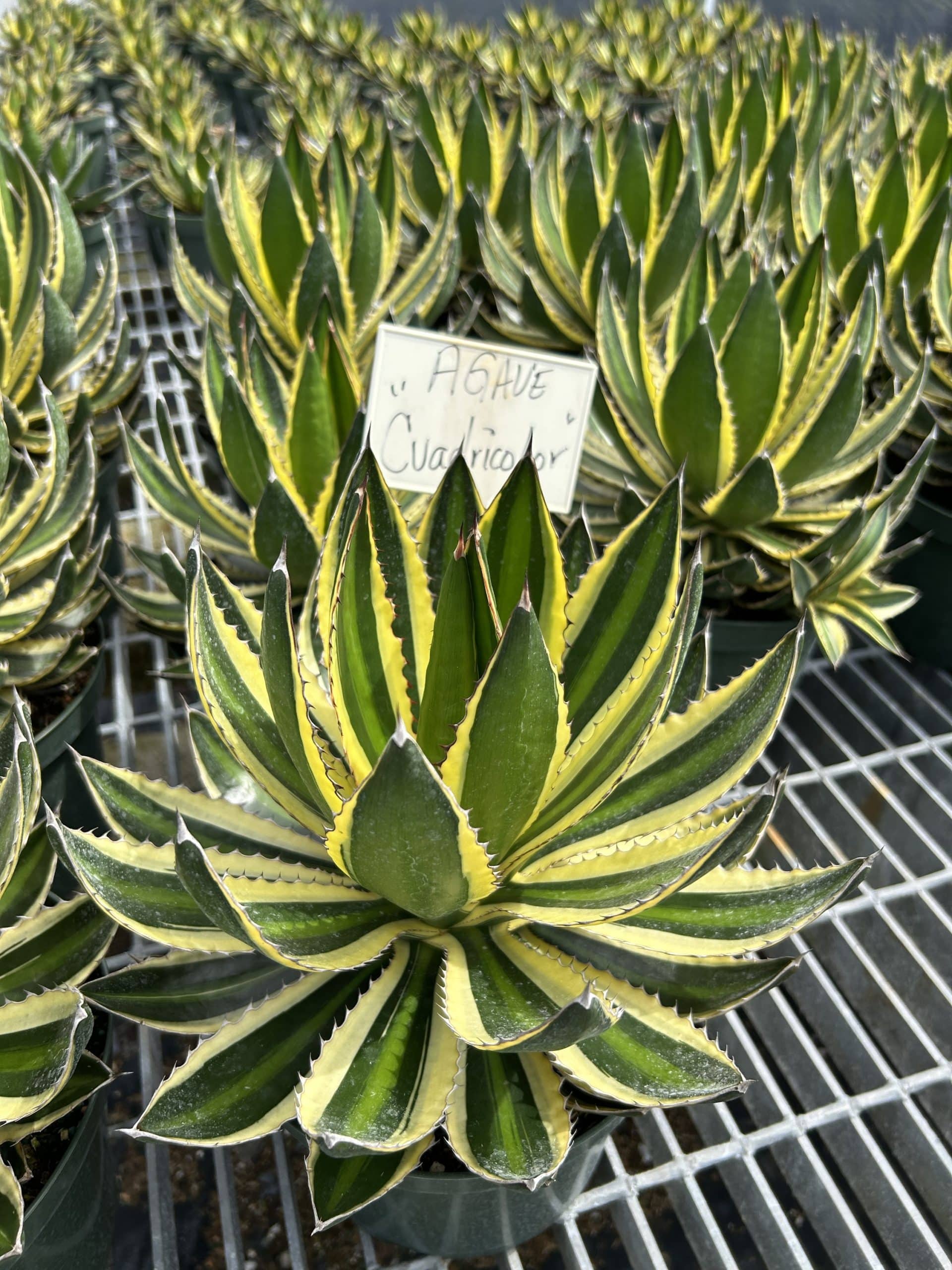 .8″ Agave Quad Color – Tri State Foliage