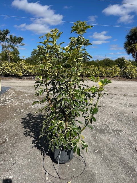 Schefflera – Tri State Foliage