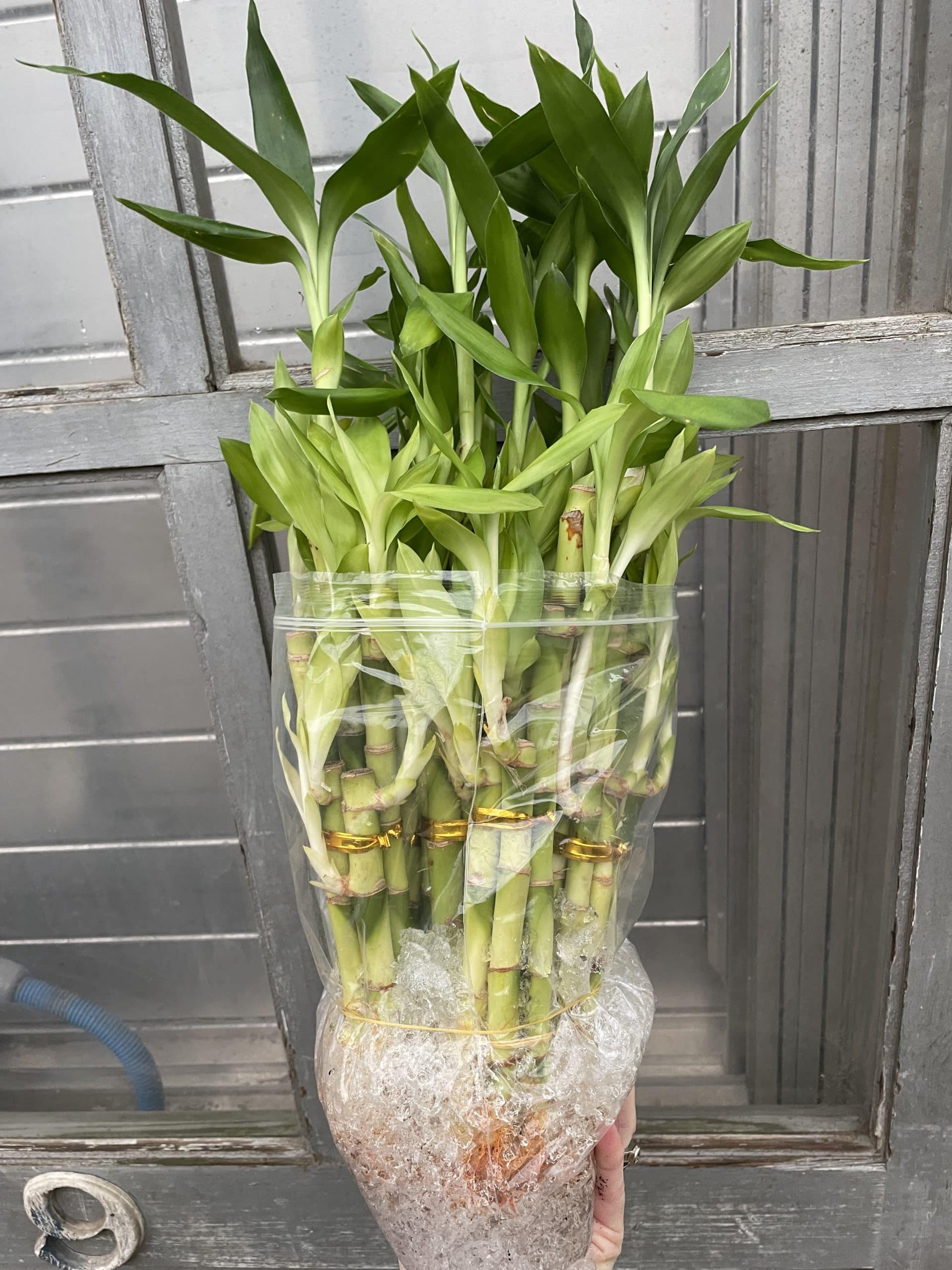 Bamboo Bundle Asst Lengths – Tri State Foliage