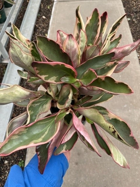 Pilea/Peperomia – Tri State Foliage