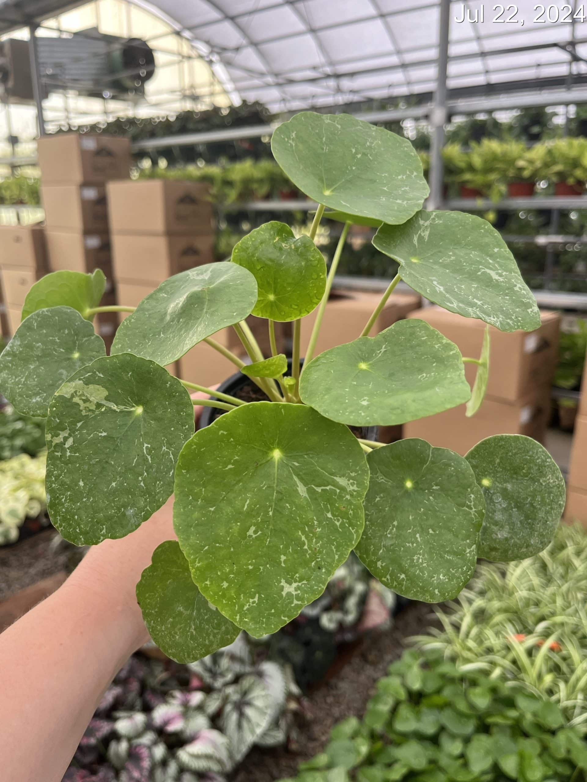 Pilea/Peperomia – Tri State Foliage