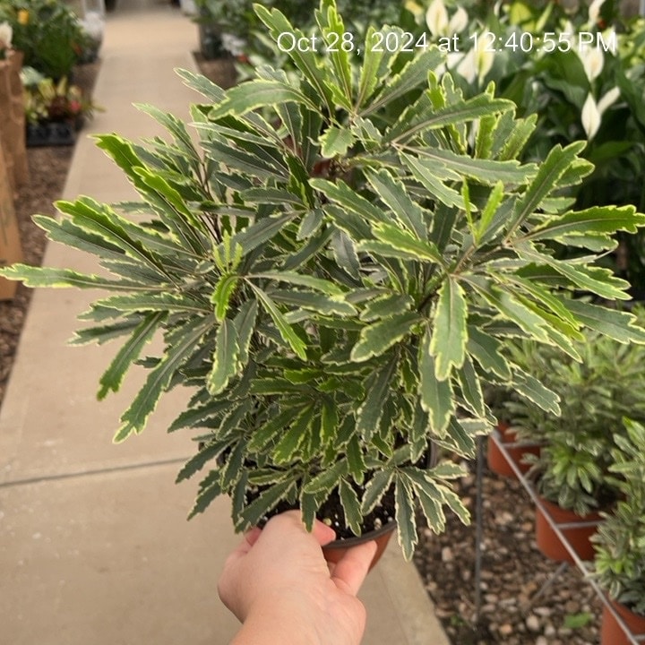 Aralia – Tri State Foliage