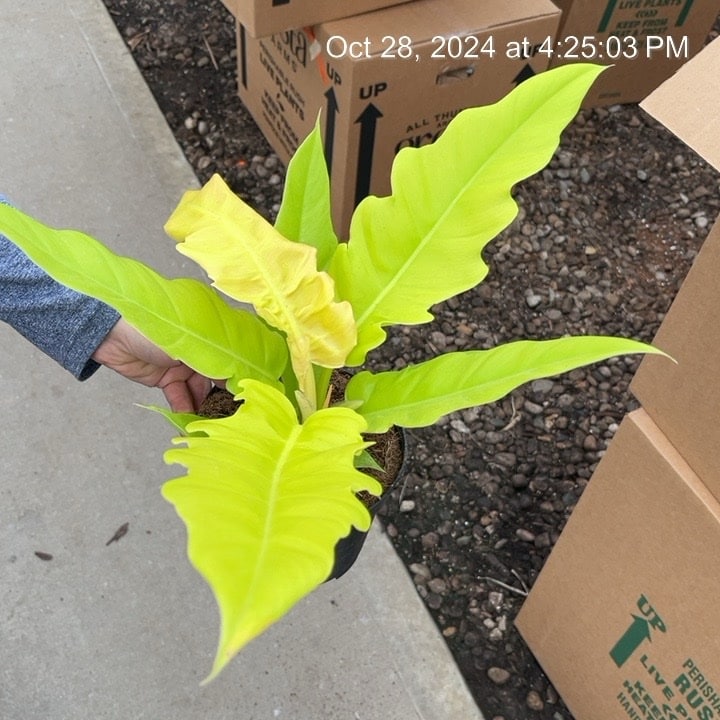 .6″ Philo Golden Crocodile – Tri State Foliage