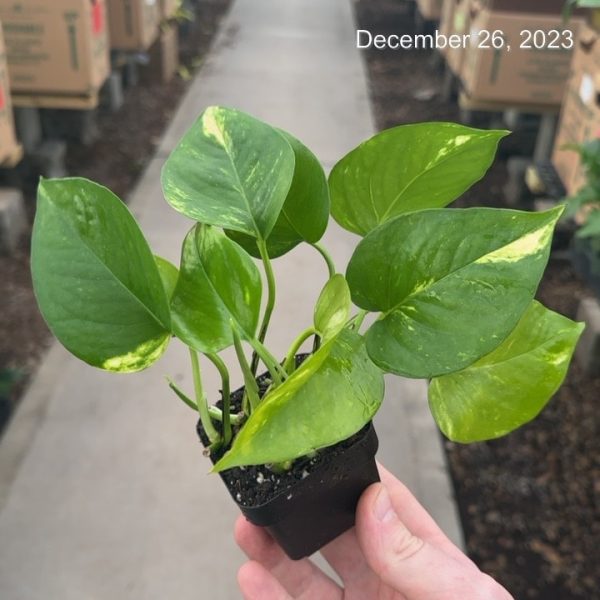 Pothos – Tri State Foliage