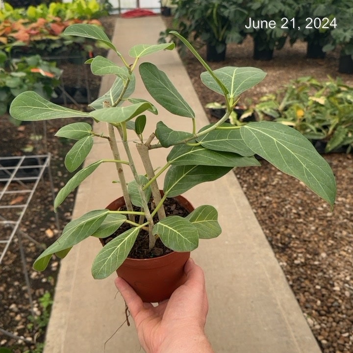 .6″ Ficus Audrey Bush – Tri State Foliage