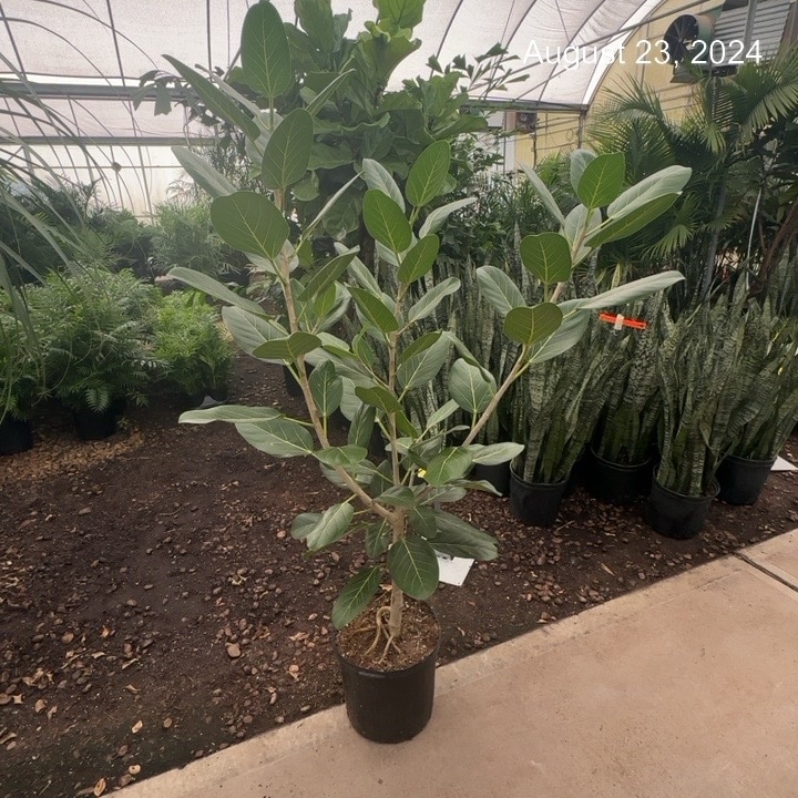 12″ Ficus Audrey Character – Tri State Foliage