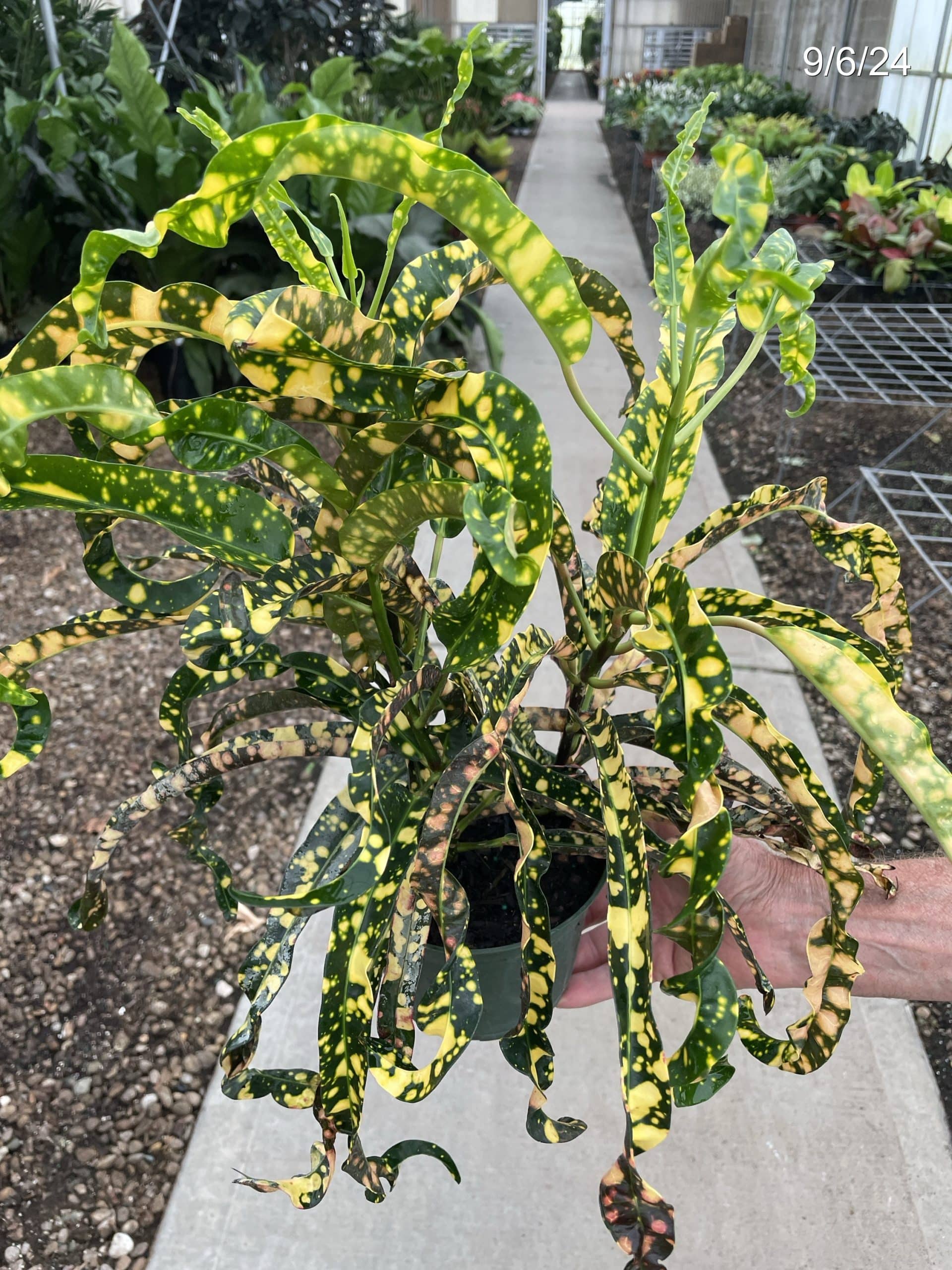 .6″ Croton Pie Crust – Tri State Foliage