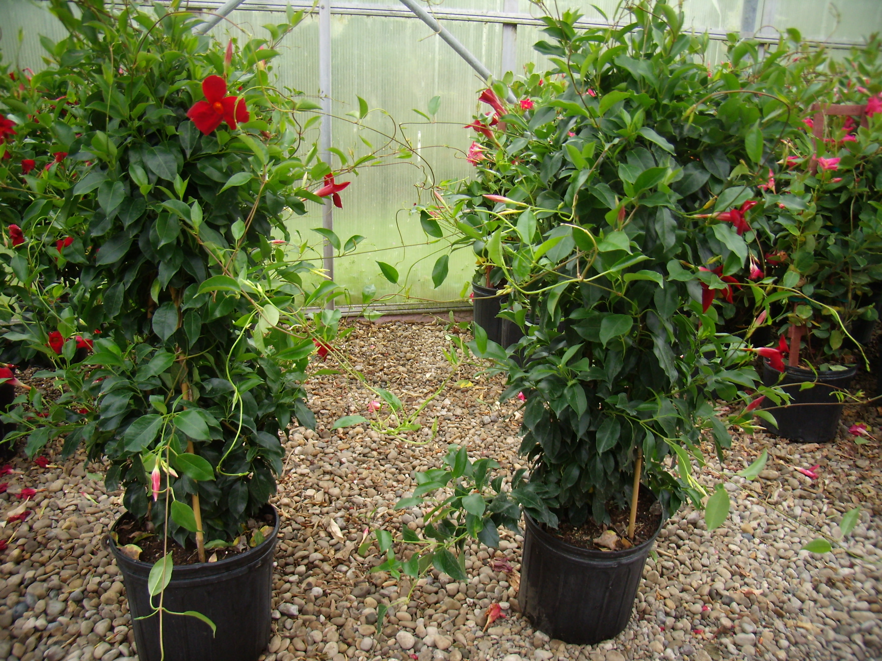 Mandeville – Tri State Foliage