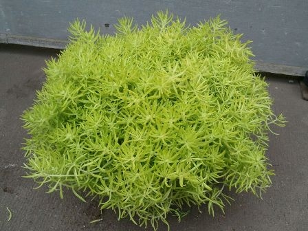 4″ Lemon Coral Sedum – Tristate Foliage