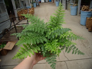Fern Austral Gem – Tri State Foliage