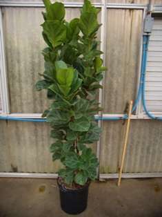 Ficus Lyrata Column